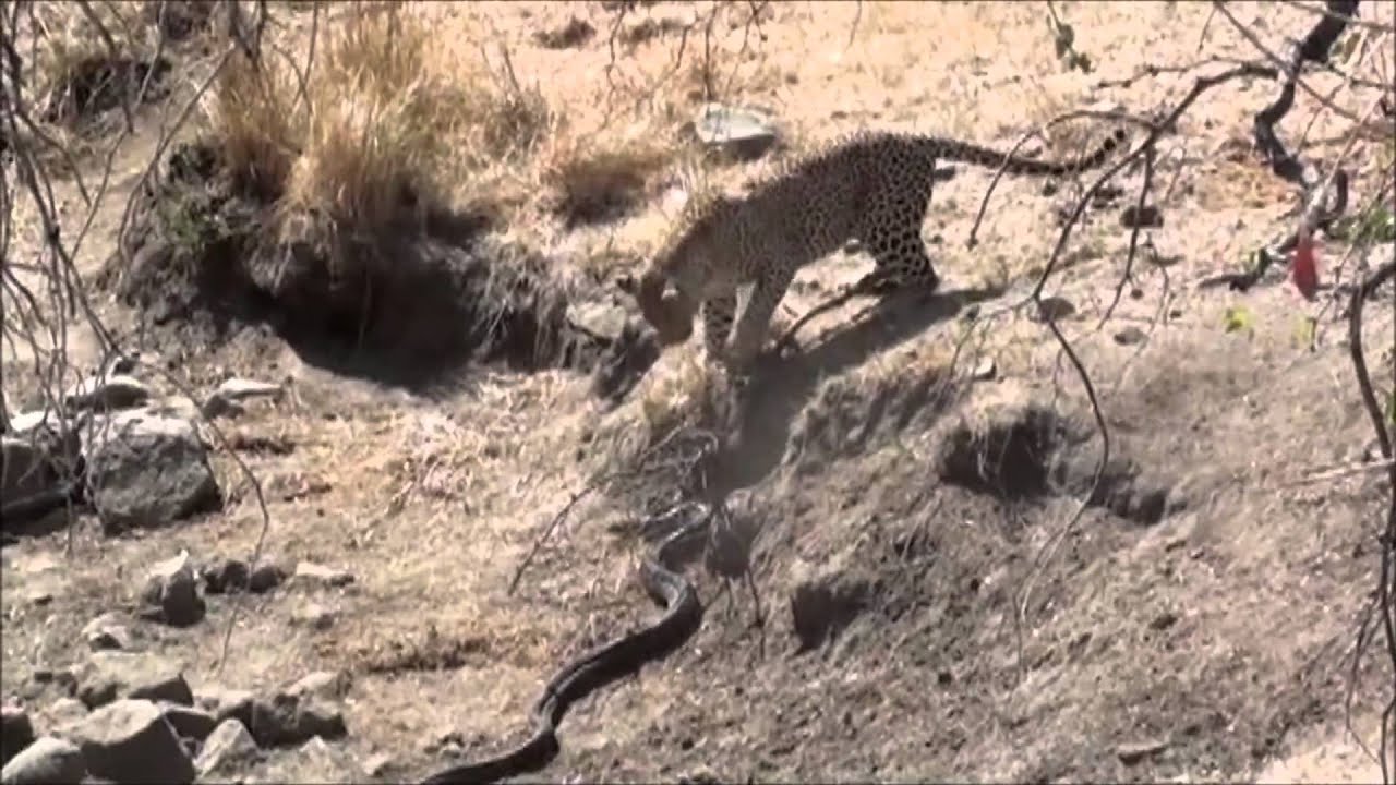 Leopard Attacks Python in Kruger - YouTube