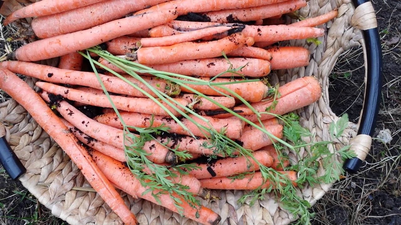 Organic carrots are exceptionally rich source of carotenes and vitamin ...