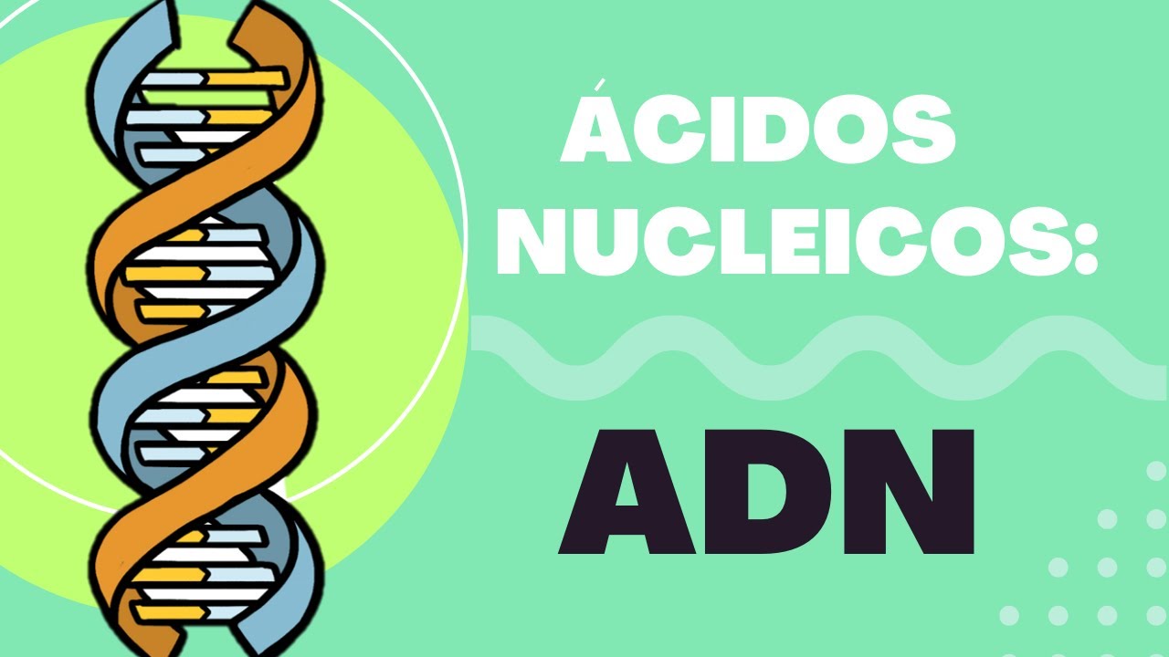 ¿Qué es el ADN? | Estructuras del ADN, Función y Propiedades 🧬 - YouTube