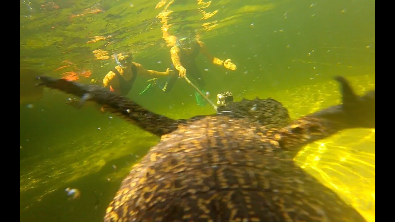 Crocodile Attacks Diver - YouTube