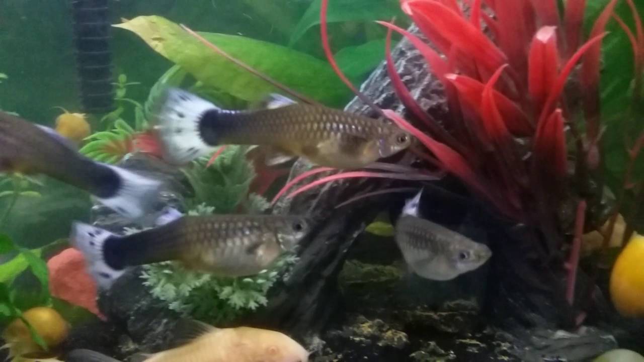 Female Guppies Blue Tails - YouTube