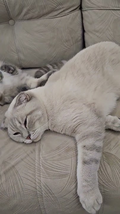 Люблю на всех языках мира 🥺 #котики #милые - YouTube