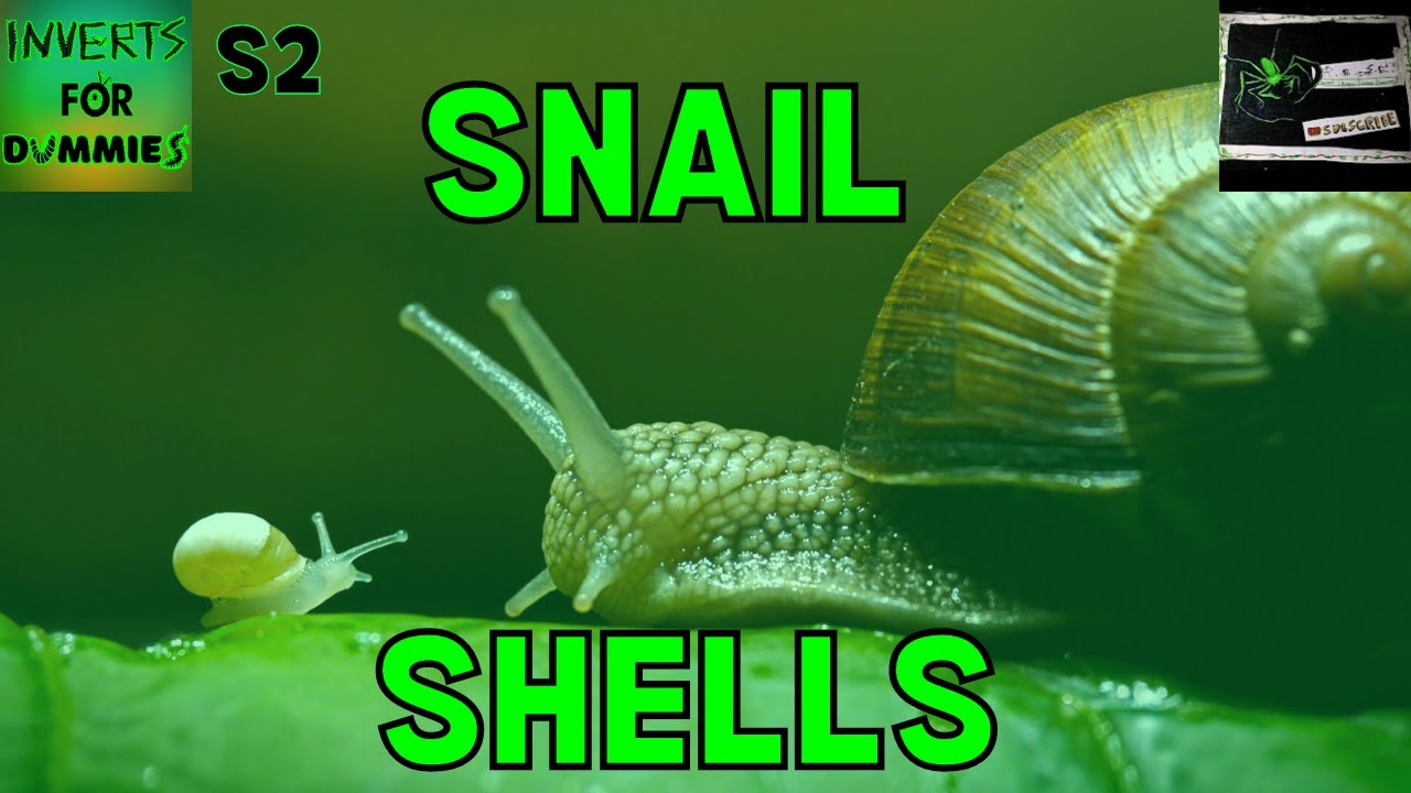 Why SNAILS have SHELLS | Inverts For Dummies | S2E1 - YouTube