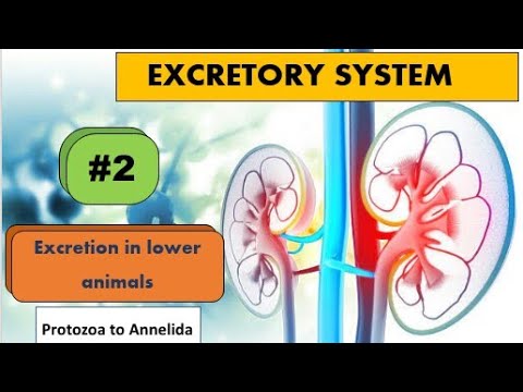 Excretion in lower animals 1 - YouTube