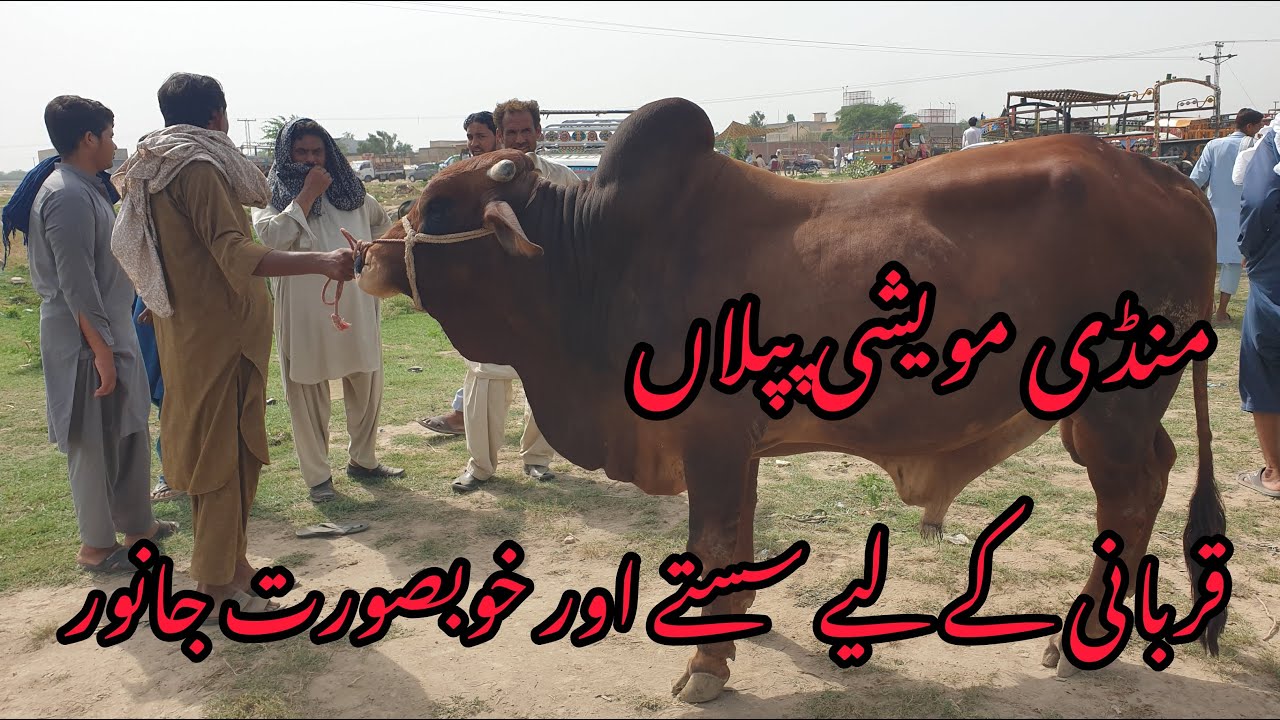 Bakra Maweshi Mandi 2023 Piplan Punjab Pakistan, (Sasty Jaanwar) 27-06 ...