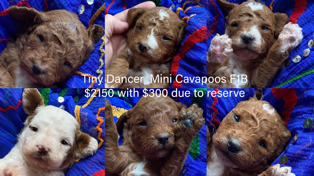 Tiny Dancer Mini Cavapoos F1B OrchardPups NYS871 - YouTube