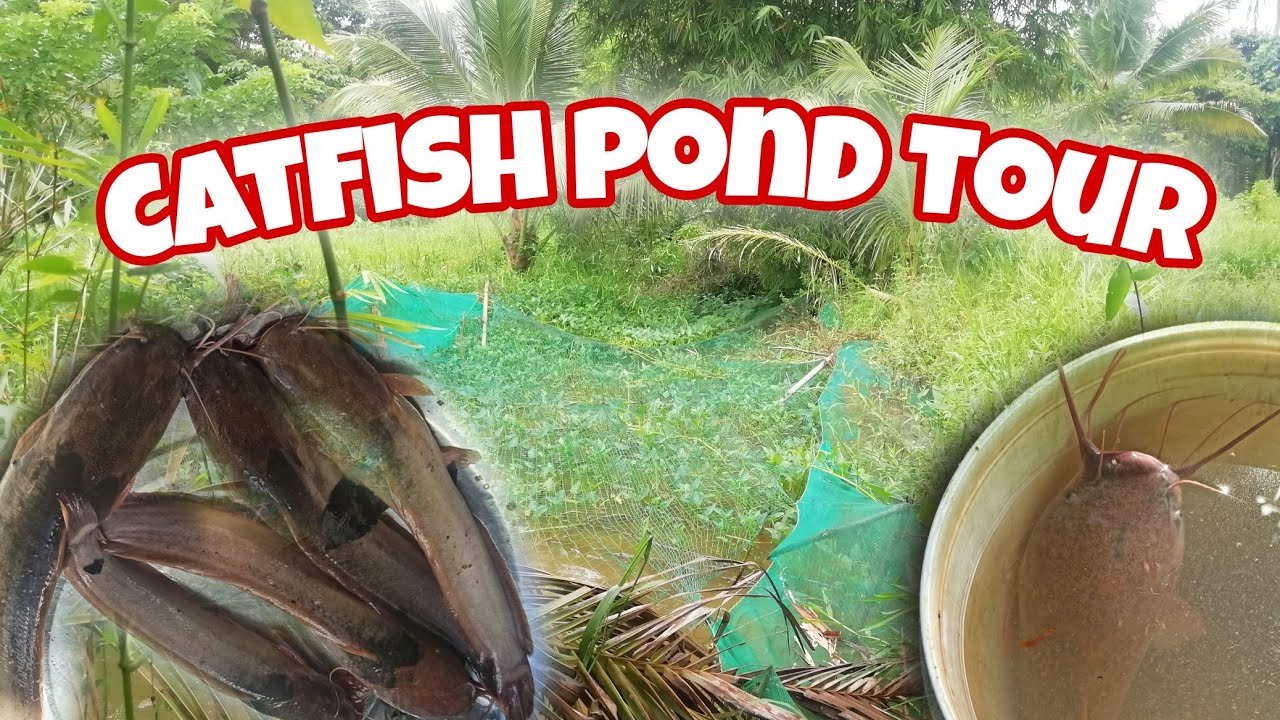 TOUR MUNA BAGO HARVEST ||CATFISH POND - YouTube