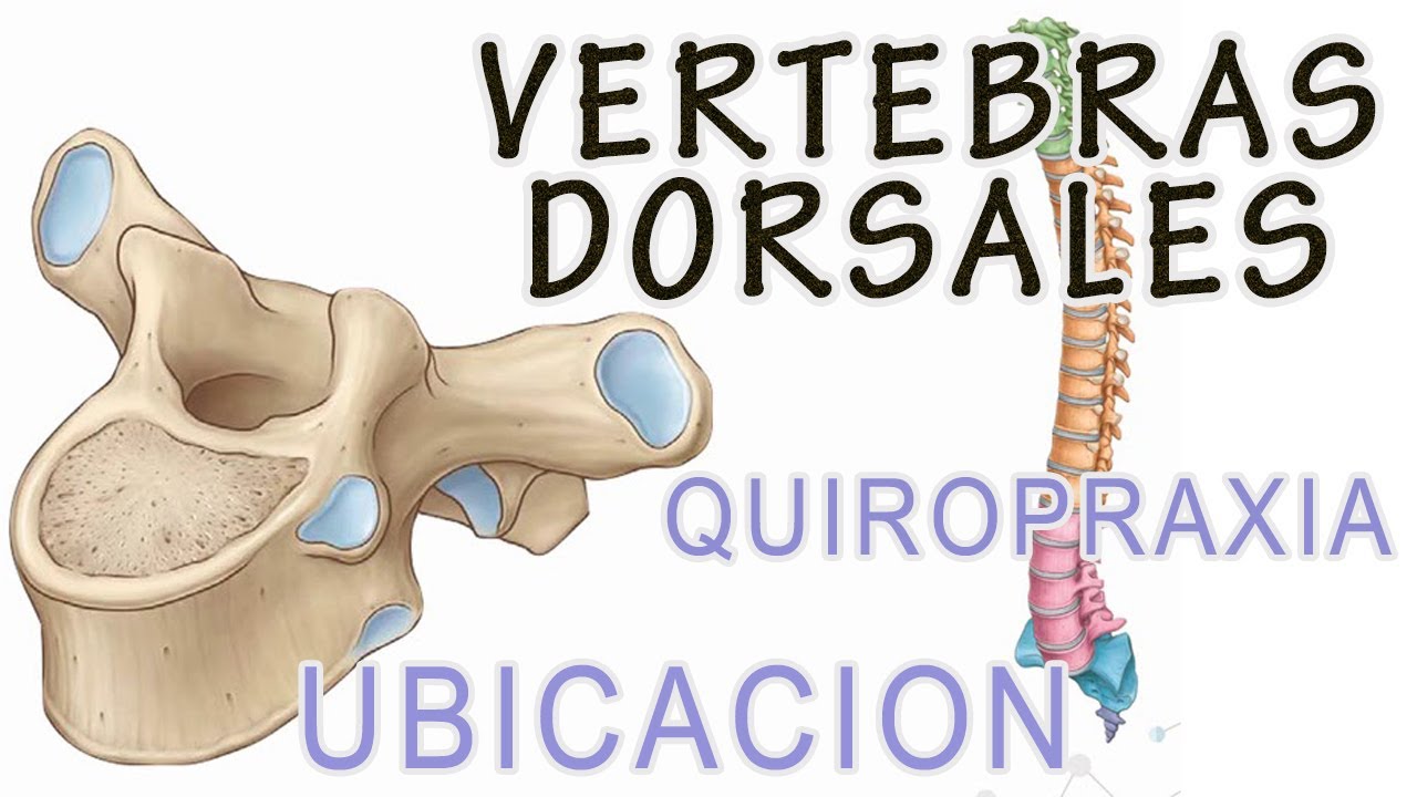 Ubicacion de Vertebras Dorsales - YouTube