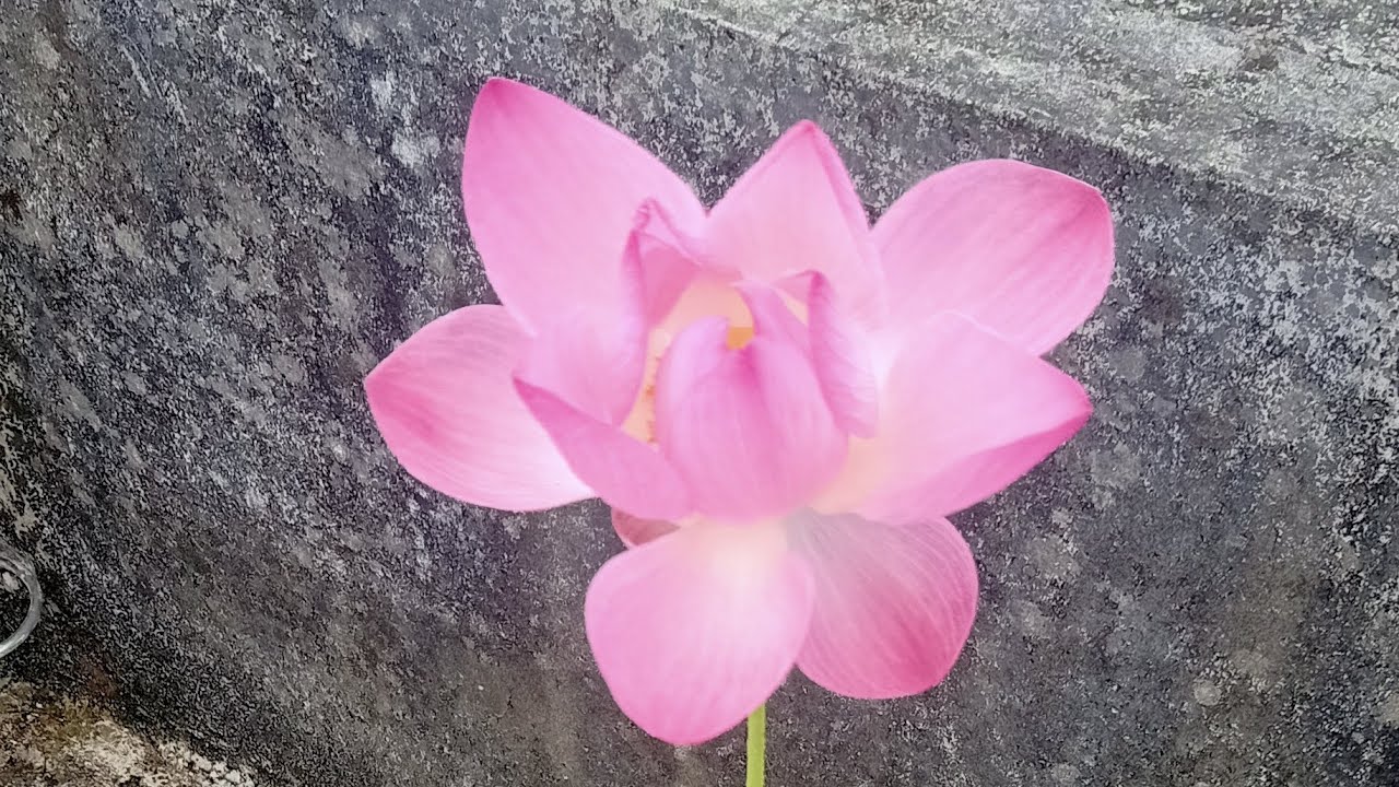 13 ദിവസത്തെ കാത്തിരിപ്പ്#vedio #lotus #lotus flower #Gardening. - YouTube