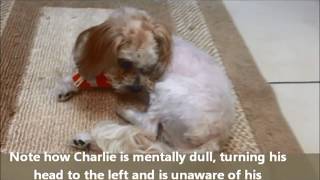 What Causes Encephalitis In Dogs