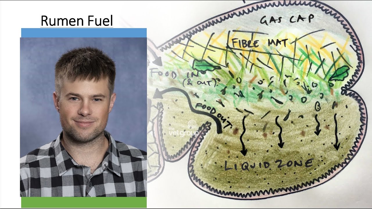 Fueling the Rumen - YouTube