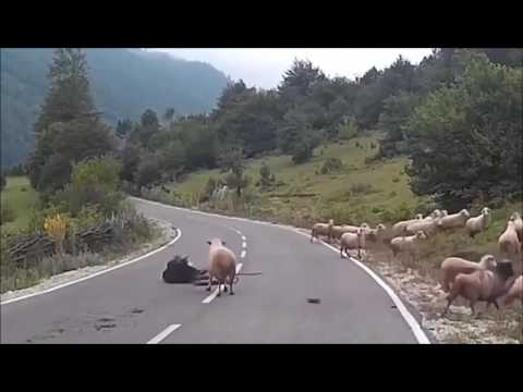 Gülməli  vidiyolar