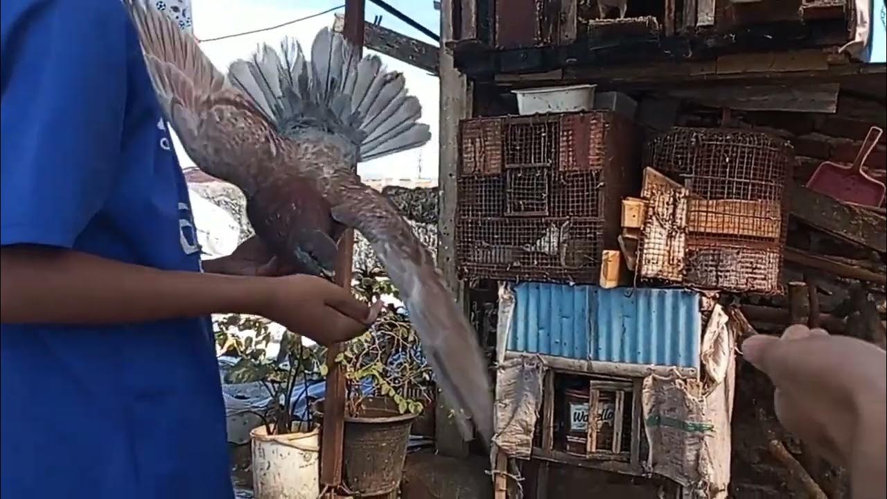 #NGABUBURIT Nunggu Buka Puasa Sambil Main Merpati part 34 - YouTube