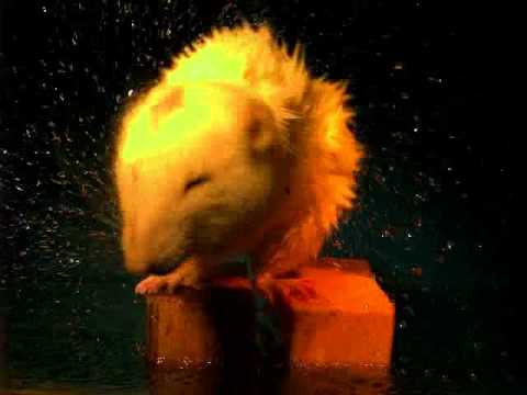 White Rat Shaking - YouTube