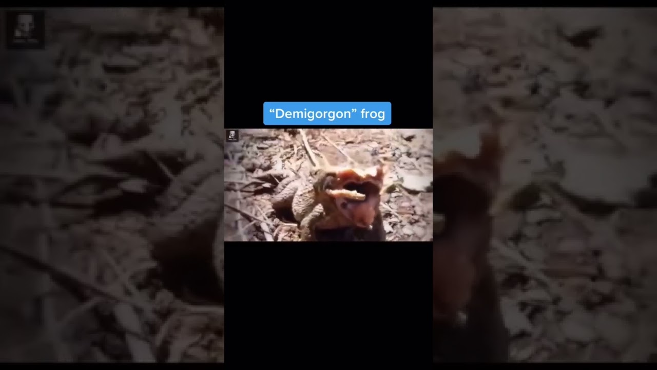 Nuclear Mutated Animals From Chernobyl #shorts #dark - YouTube