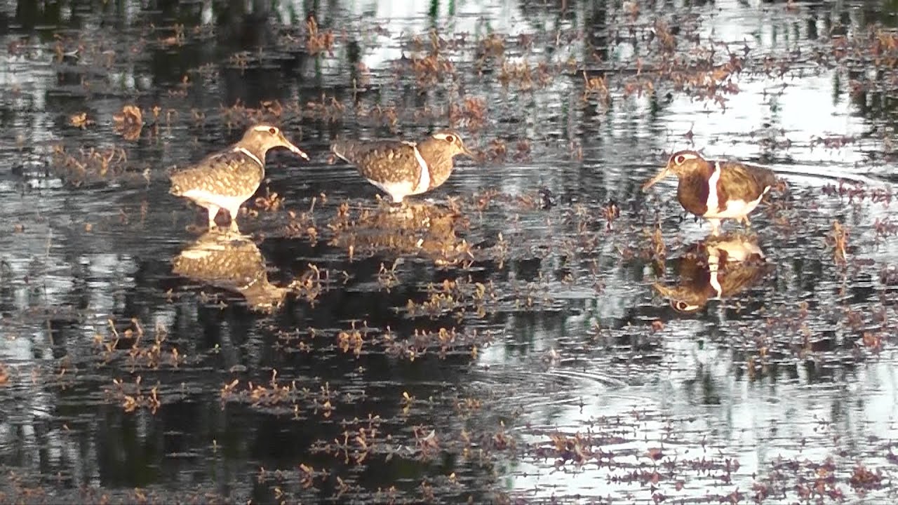 Australian Birds Crakes and Rails Plus Painted Snipe By Alana and Greg ...