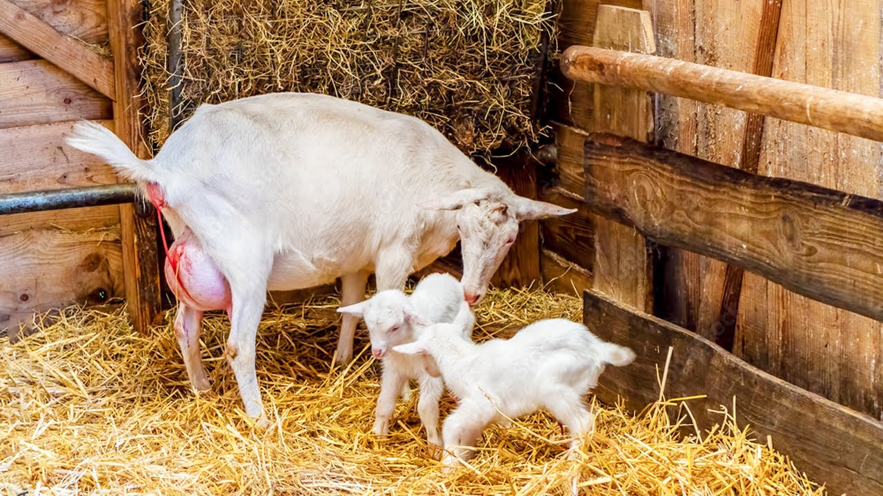Newborn Goat Babies | Goat Birth 3 Babies | Beautiful Babies In Village ...