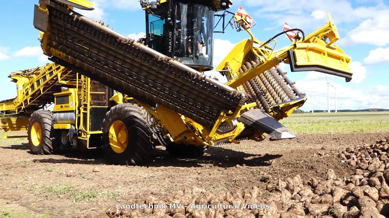Ropa Maus 5 - MAN / Rübenverladung - Loading Beets 2020 - YouTube