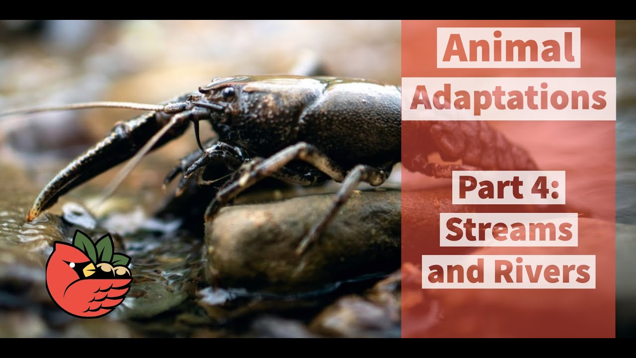 Animal Adaptations Part 4: Streams and Rivers - YouTube