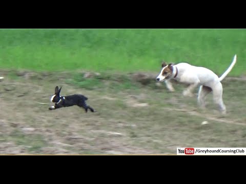 Puppy chasing rabbit | greyhound puppy race | puppy dog | small dogs ...