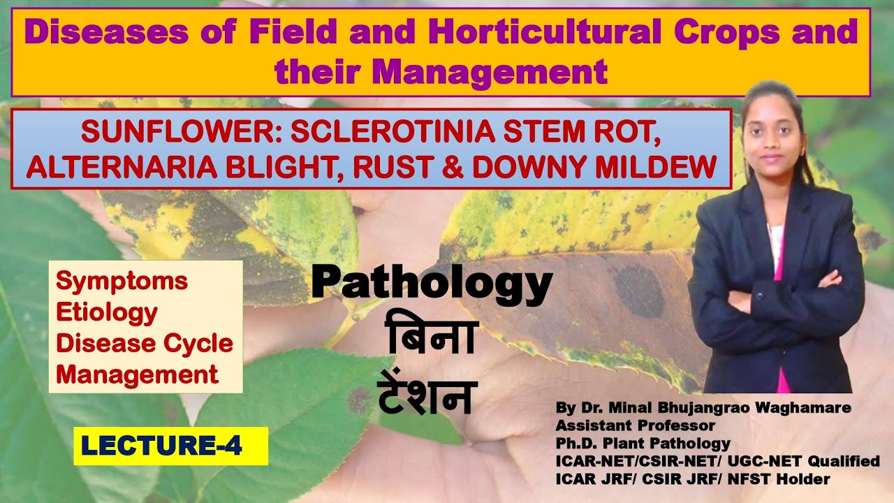 SUNFLOWER DISEASES SCLEROTINIA STEM ROT ALTERNARIA BLIGHT RUST AND ...