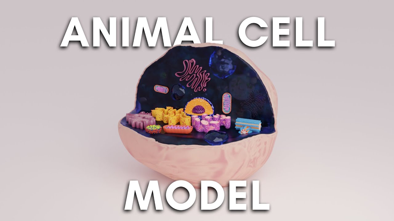 Animal Cell Model (School Project) - YouTube