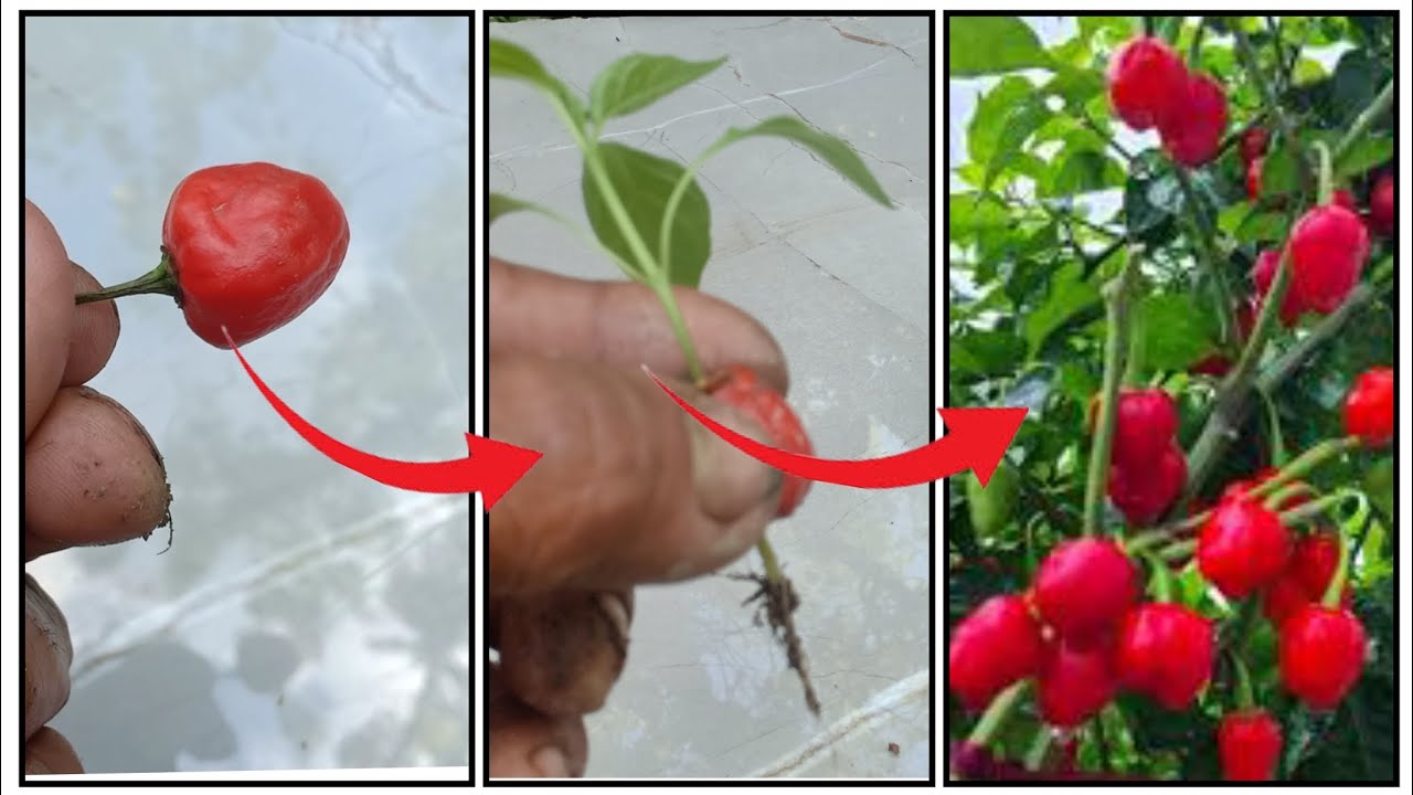 Simple method propagate chilli tree with Alovera || grow - YouTube
