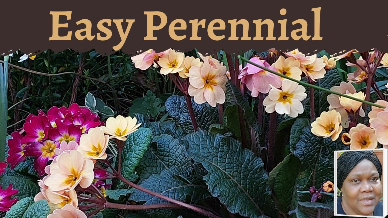 How to Grow and Care for Primrose Easy Tips for Small Spaced Gardners ...