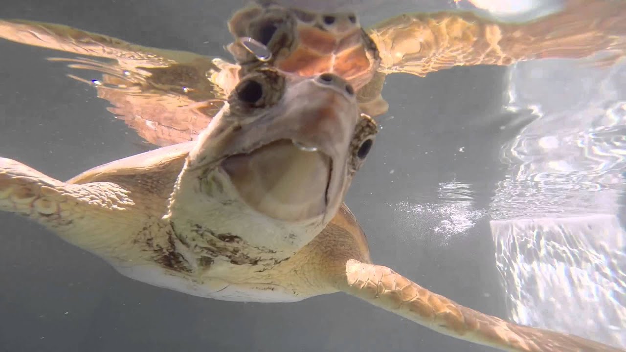 Turtle's attack! - YouTube