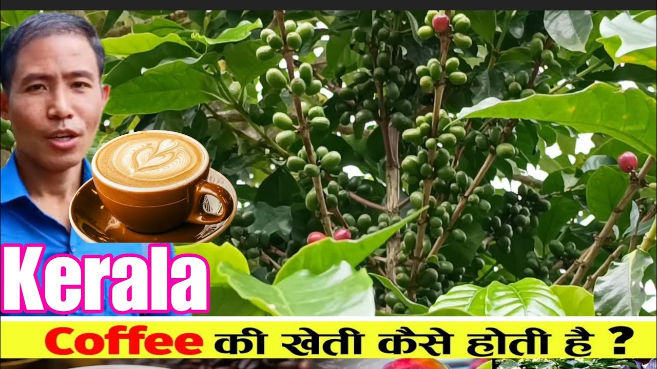 India's largest coffee farm in Kerala | Coffee Plantation in Kerala ...