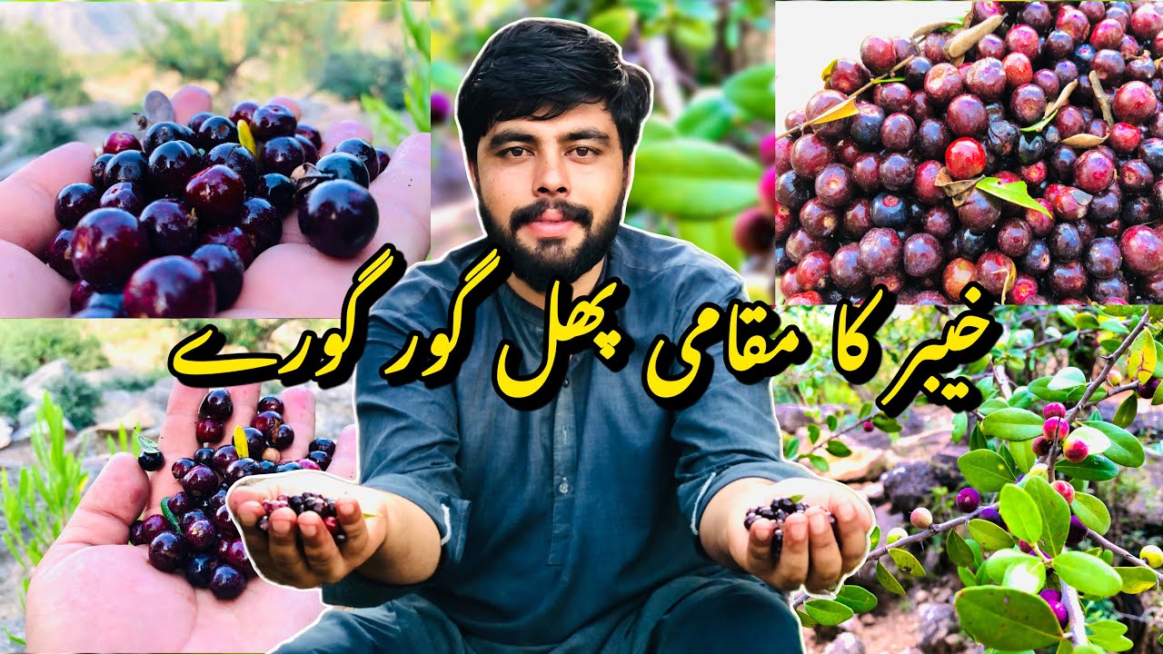 Gurguray |Mountain fruit Gurgure| Health benefits of gurguray| khebar ...