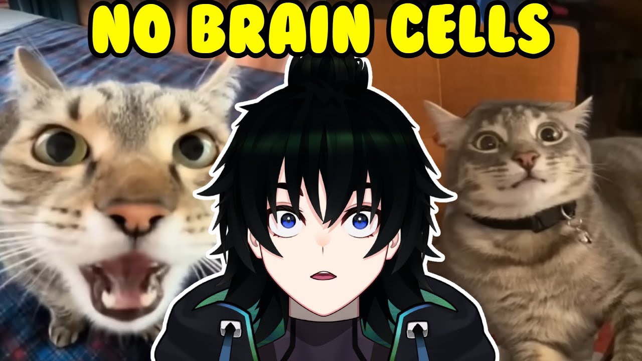 Vtuber Reacts to CRAZY Cats with No Brain Cells! - YouTube