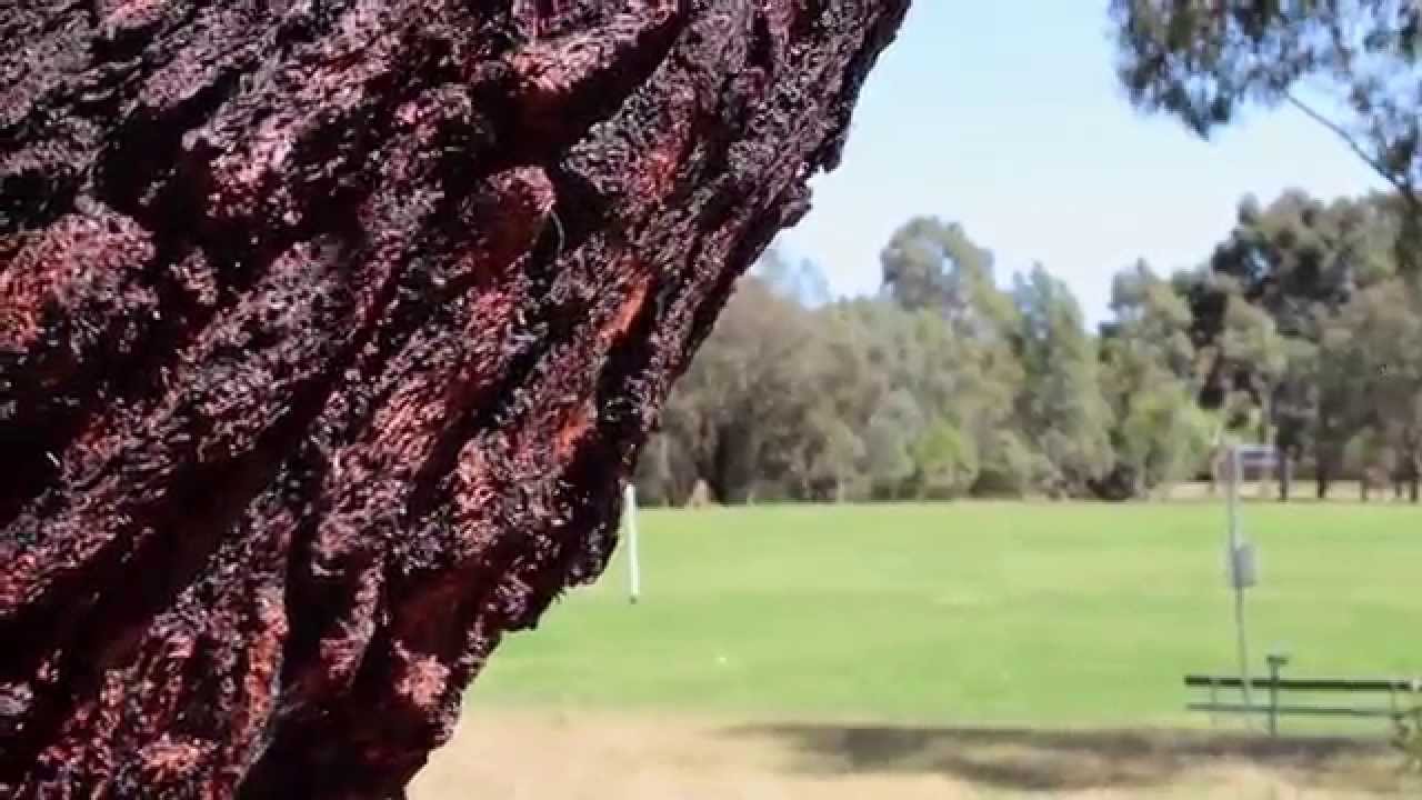 bark stripping - YouTube