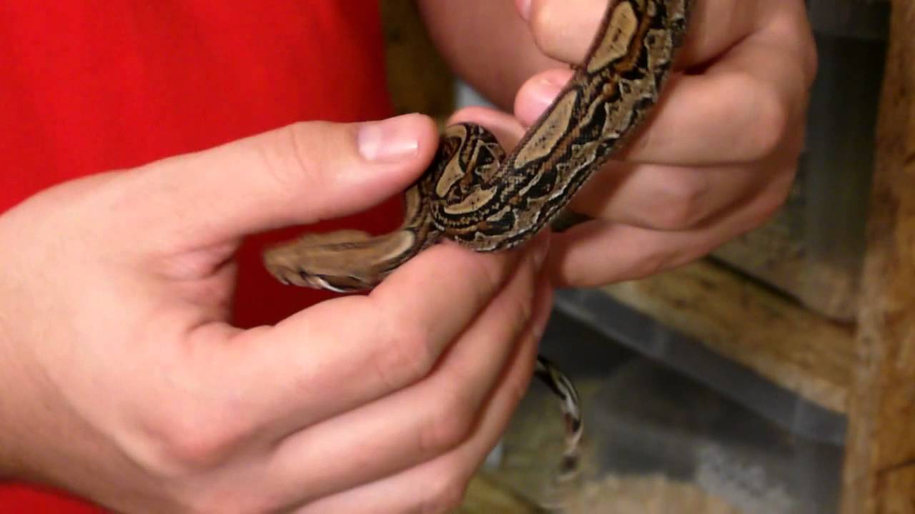 Boa constrictor Keltic - YouTube