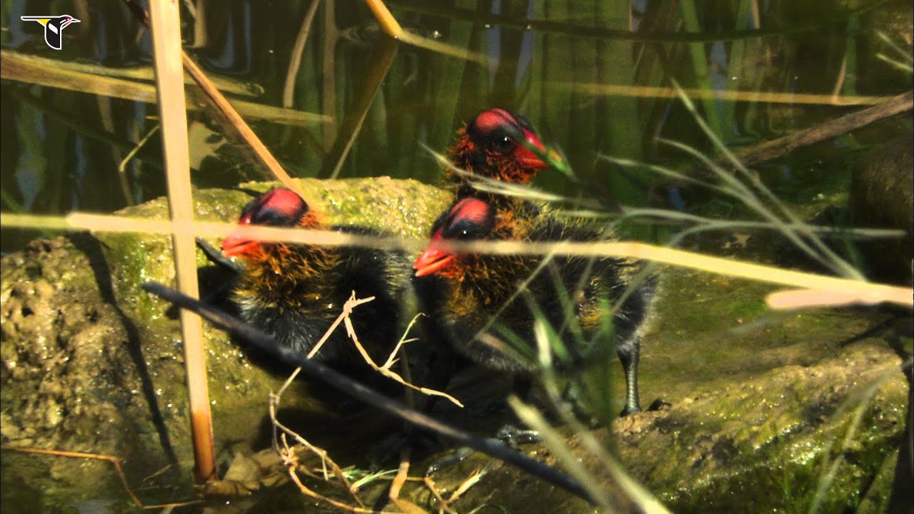 American Coot chicks - YouTube