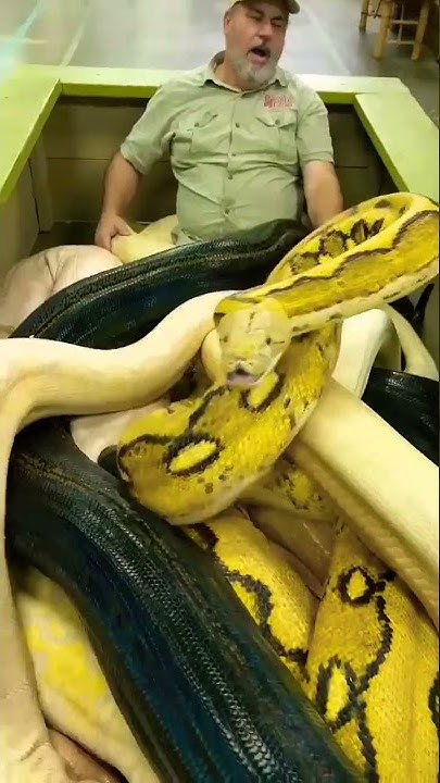 20ft Python Bit The Cameraman! 😱 🐍#shorts - YouTube