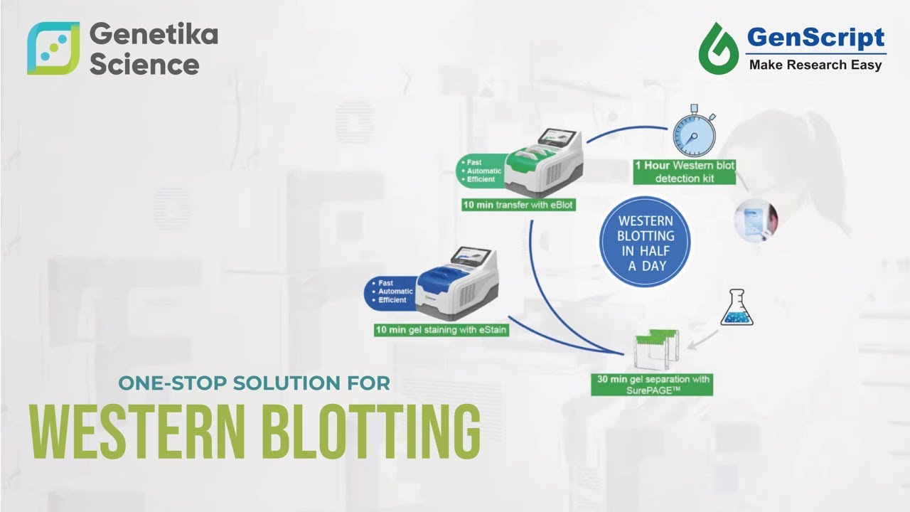 Genscript Western Blot Devices Demo - YouTube