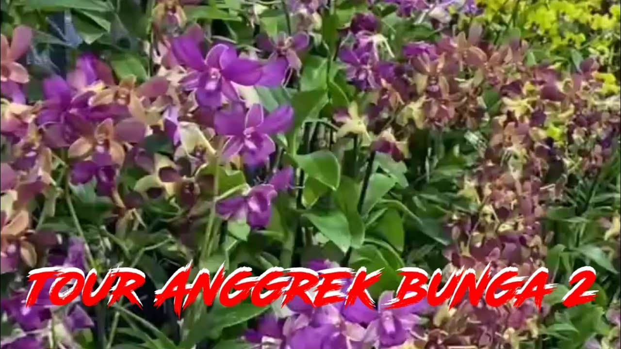 Bunga Anggrek Aneka Warna & Jenisnya - YouTube