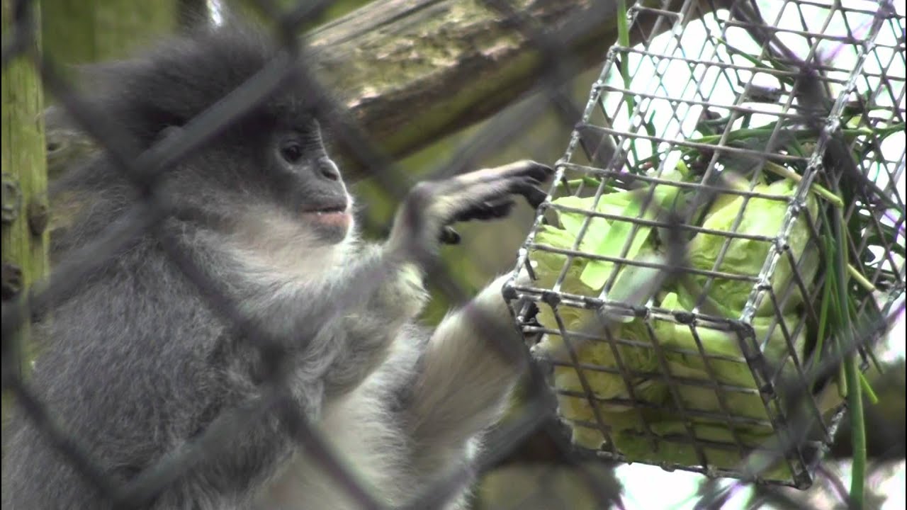 Primate activity pole HD - YouTube