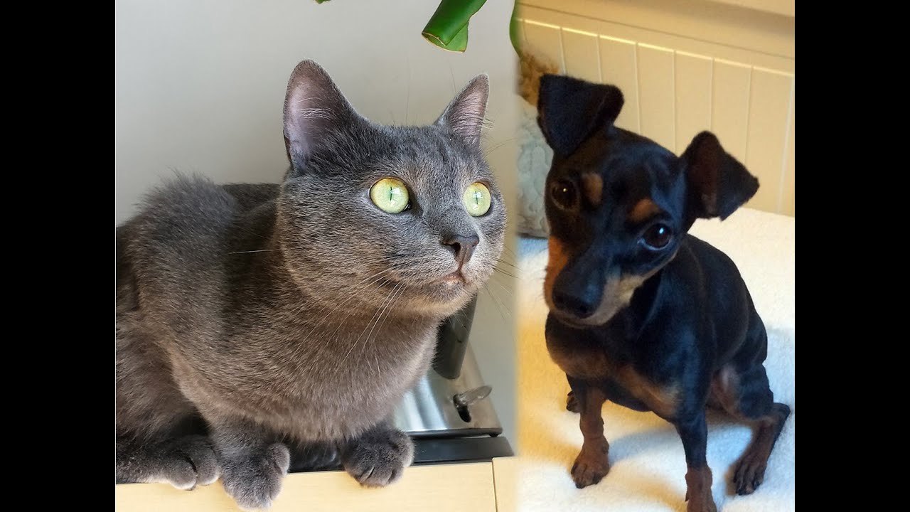 Fight: Pincher Vs Russian Blue - YouTube
