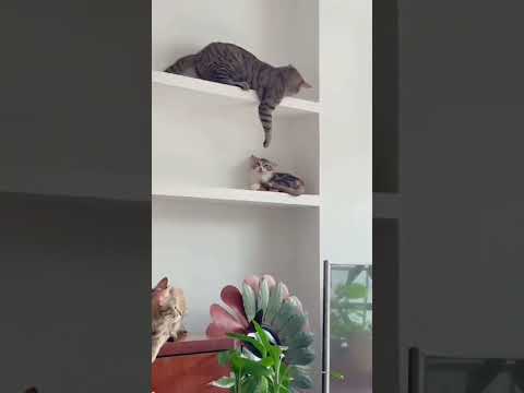 AWAS JATOH #viral #cats #shortvideo