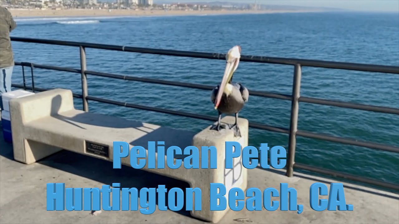 Pelican Pete, Huntington Beach, CA. 4K-240 fps. - YouTube