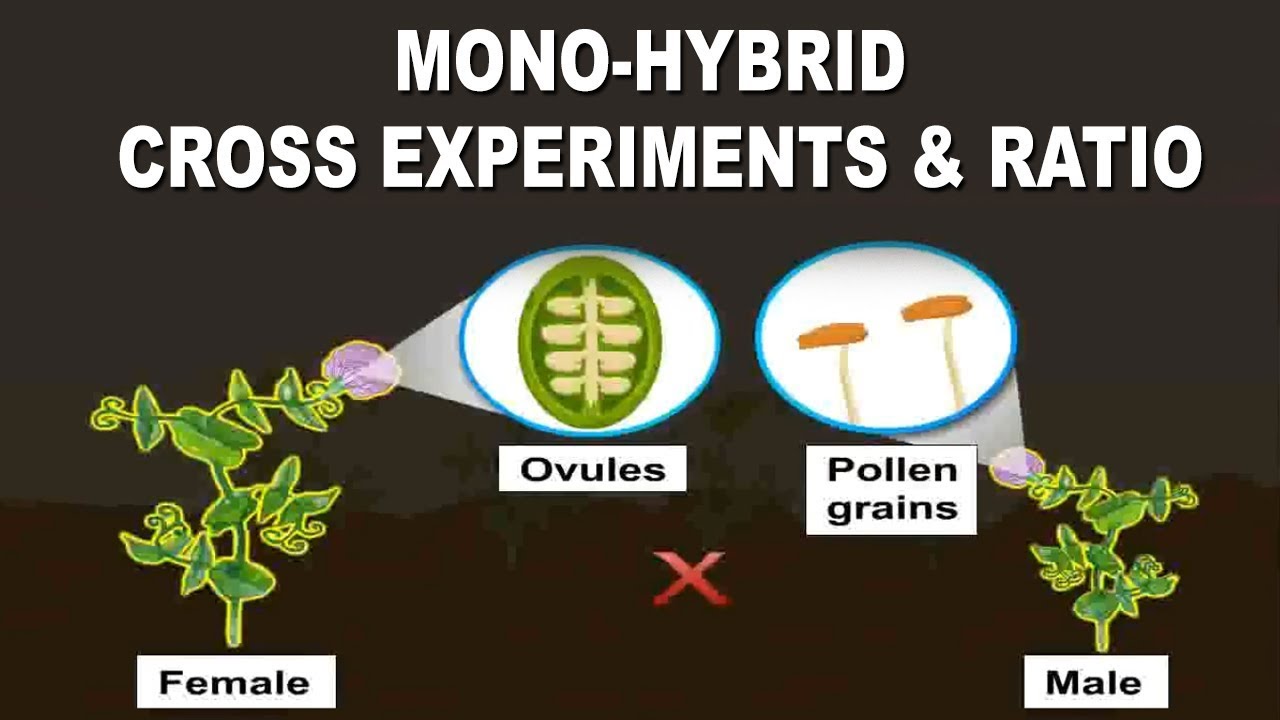 Mono hybrid Cross Experiments & Ratio | 12th Std | Biology | Science ...