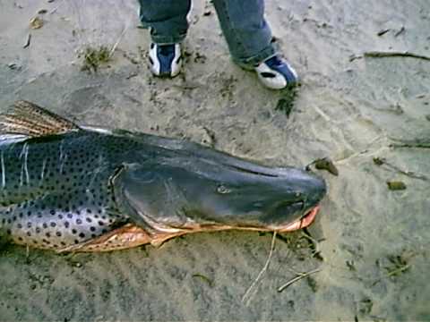 surubi en concordia - YouTube