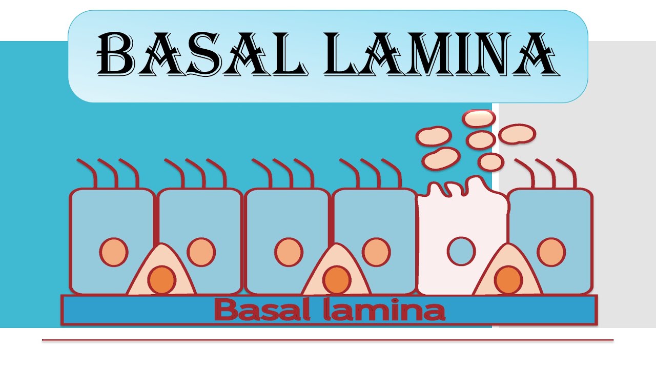 Basal Lamina / Extracellular matrix / Base membrane #lifescience - YouTube