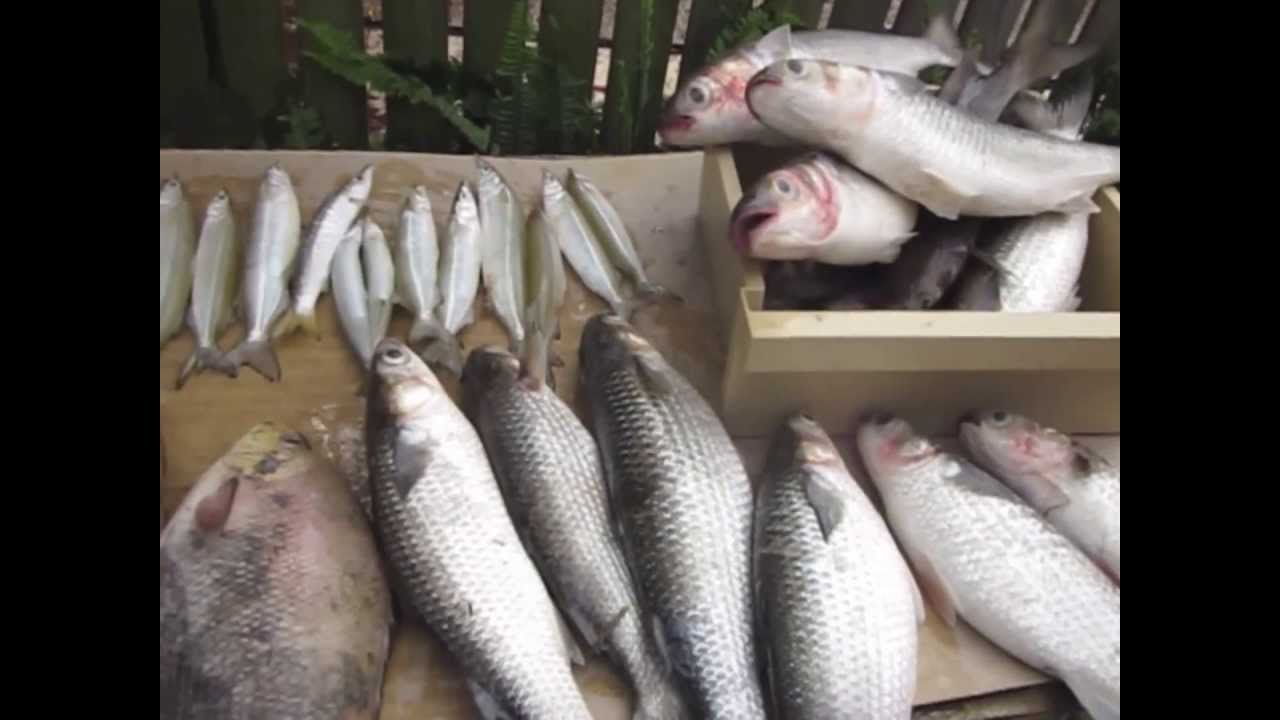 Cast Netting. Brisbane.Fishing Wynnum Water Front.Morton Bay - YouTube