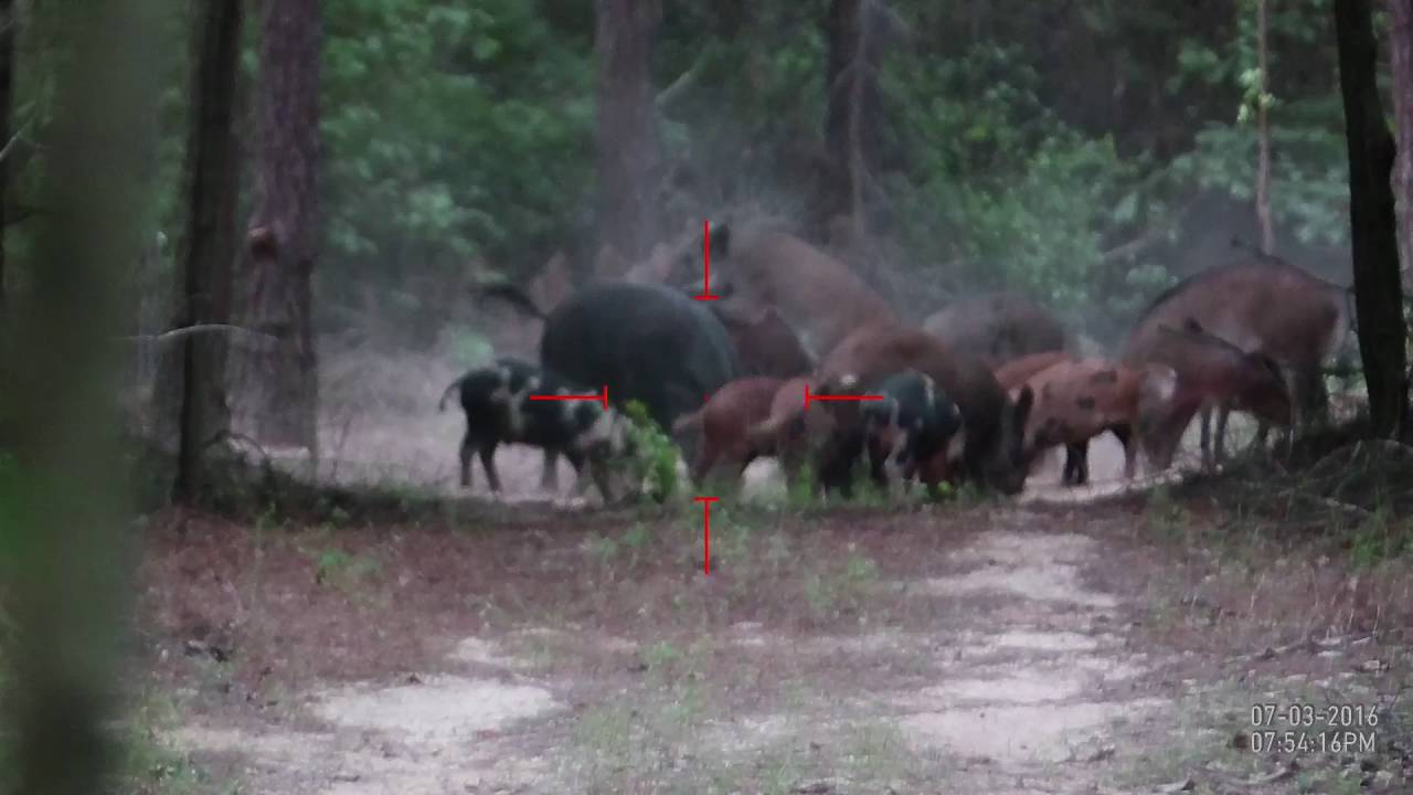 Hog Shot-Slow Motion - YouTube