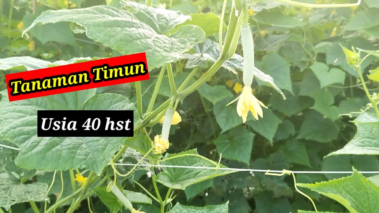 Menyenangkan Bertani Timun, Usia 40 hst, Bagaimana Perkembangannya? - YouTube