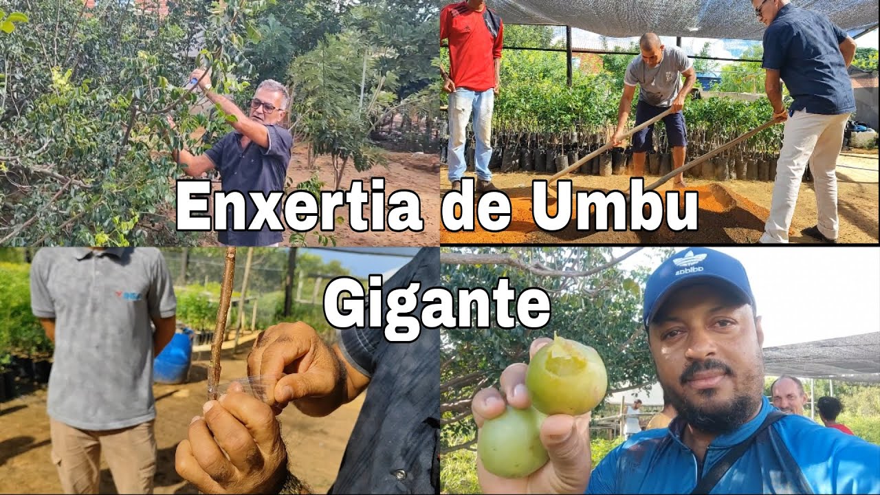 Como fazer Enxertia de Umbu Gigante, Sítio Umbú Gigante, Anagé BA - YouTube