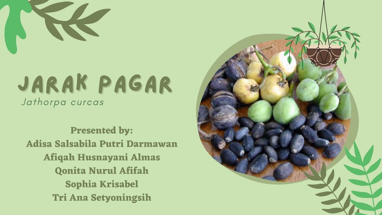 518 Mengenal Tanaman Penghasil Emas Si Pohon Jarak Pagar - YouTube